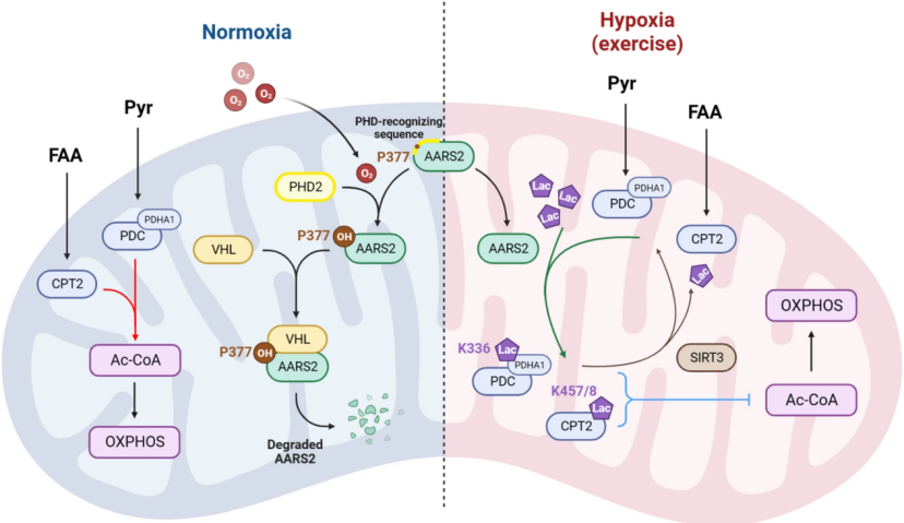 赵世民及其合作团队揭示乳酰化响应缺氧预防运动损伤