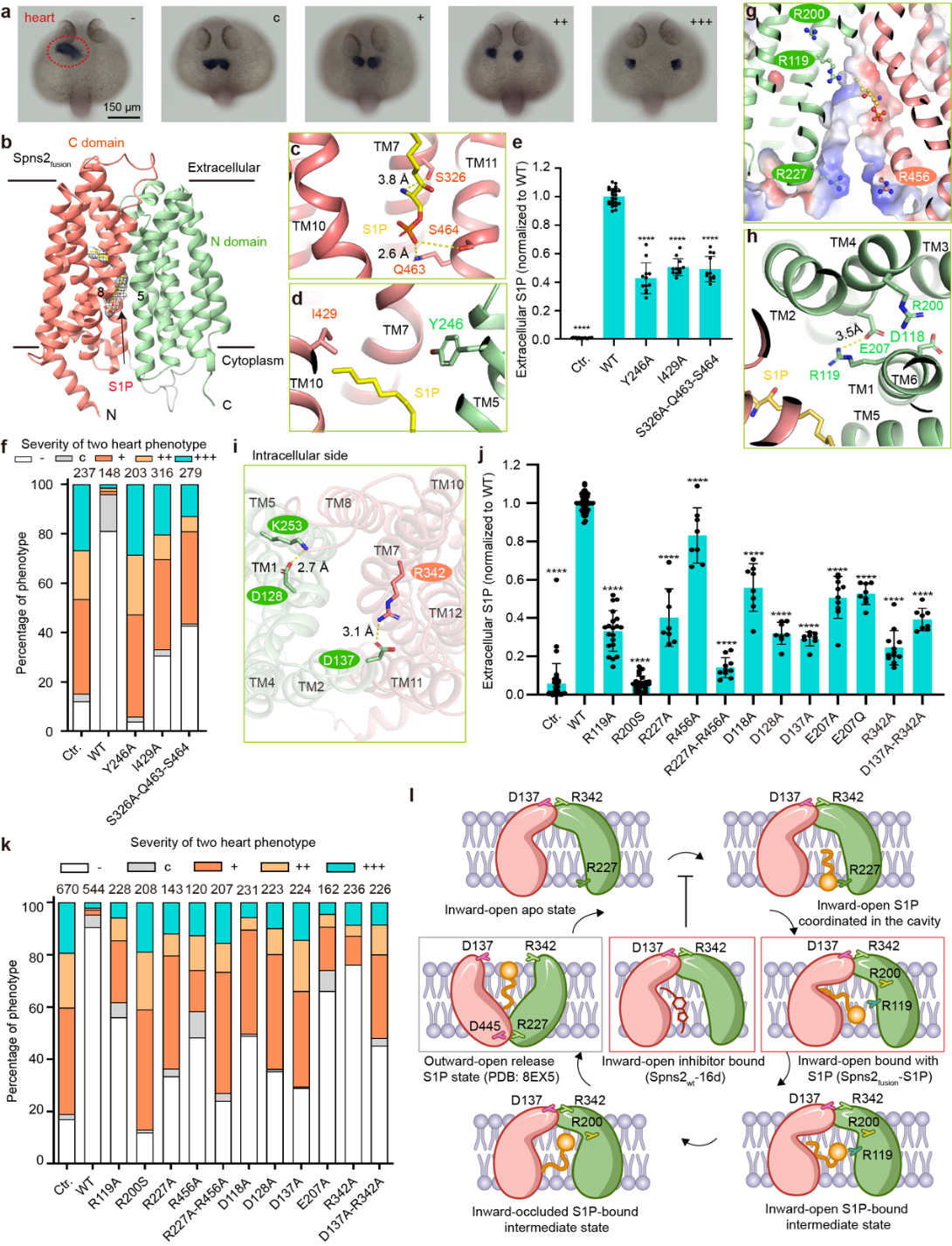 任若冰课题组揭示S1P转运蛋白Spns2跨膜转运S1P的结构基础和抑制机制