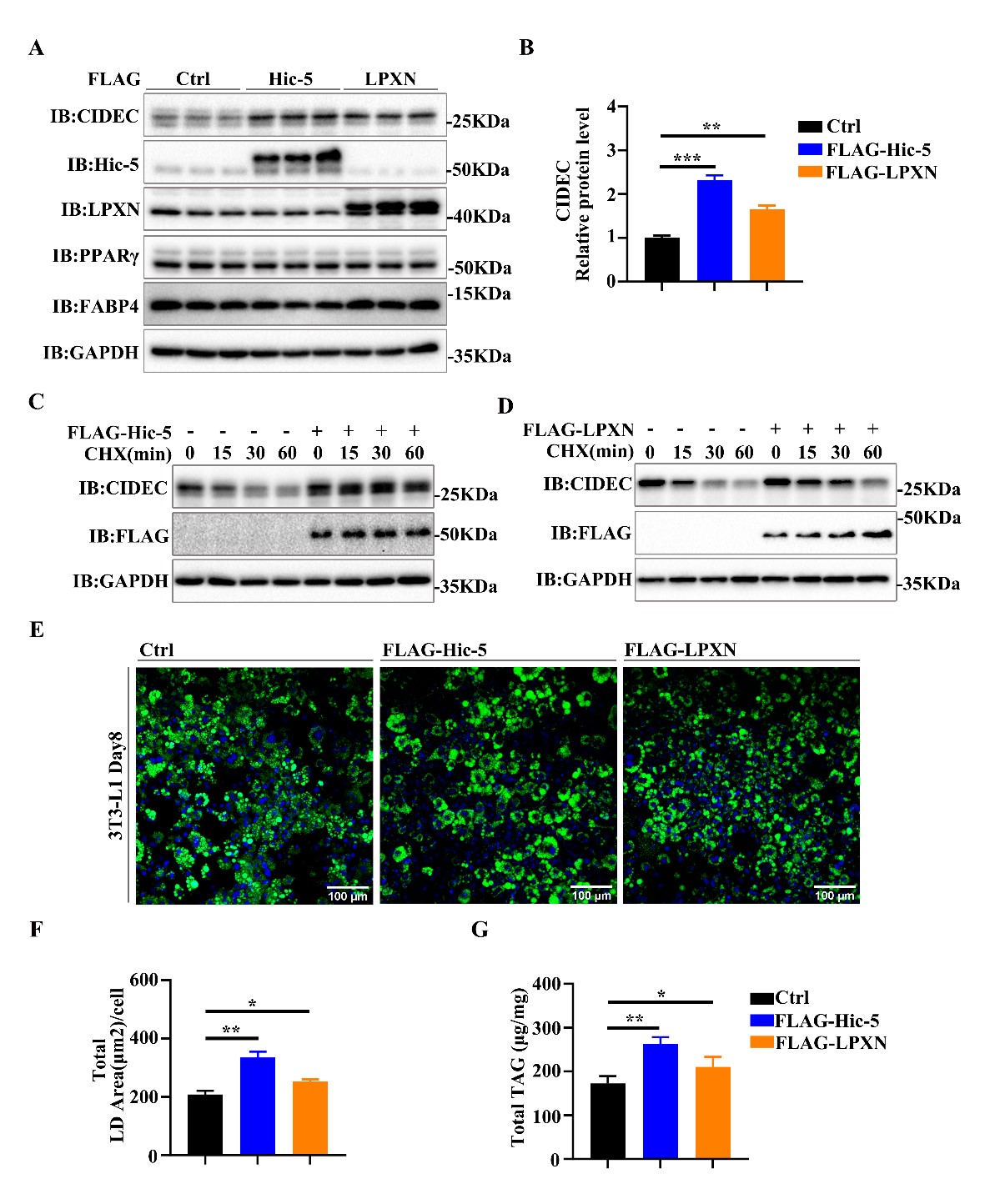 杨慧青年副研究员揭示Paxillin家族蛋白Hic-5和LPXN调控CIDEC的泛素化降解进而促进脂质储存