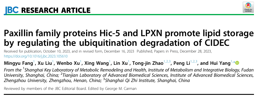 杨慧青年副研究员揭示Paxillin家族蛋白Hic-5和LPXN调控CIDEC的泛素化降解进而促进脂质储存