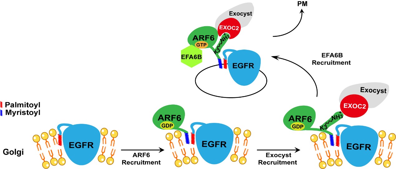 赵同金课题组揭示棕榈酰化修饰介导蛋白从高尔基体到细胞膜的一种分选机制并提出一种抑制EGFR依赖肿瘤生长的有效策略