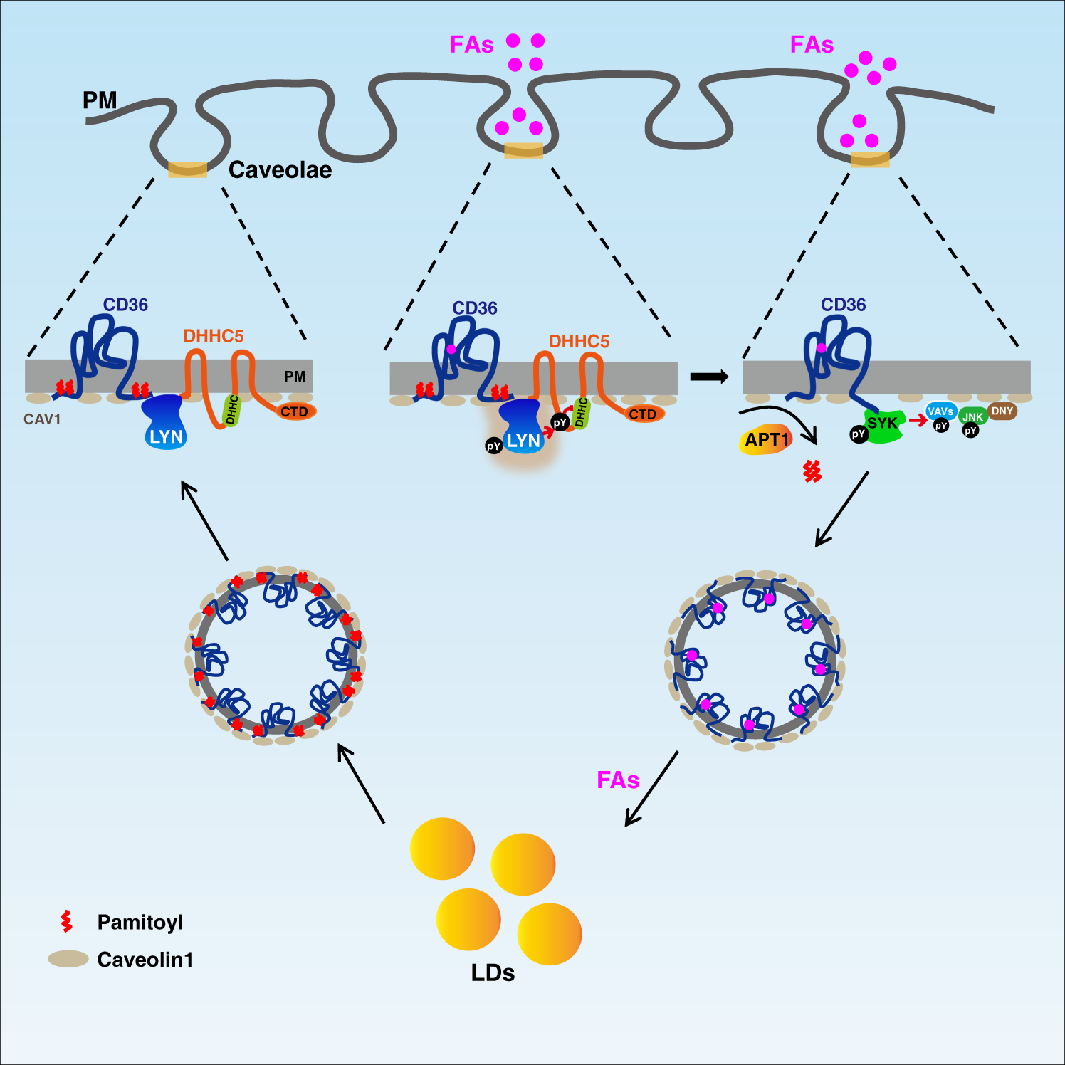 赵同金课题组揭示CD36的动态棕榈酰化促进脂肪酸吸收的机制